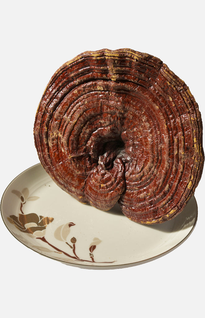 Gyrophora (Each Tael) | Yue Hwa Online Shop